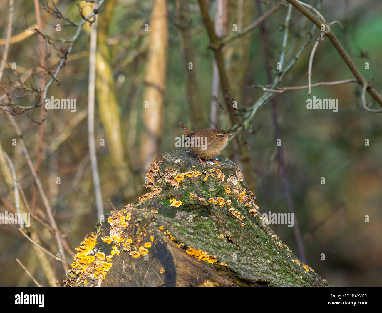 Wren on a Stump Stock Photo - Alamy
