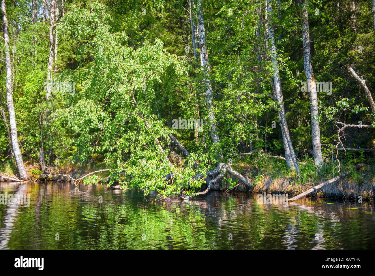 Channel of the lake-channel system of the Big Solovetsky Island on ...