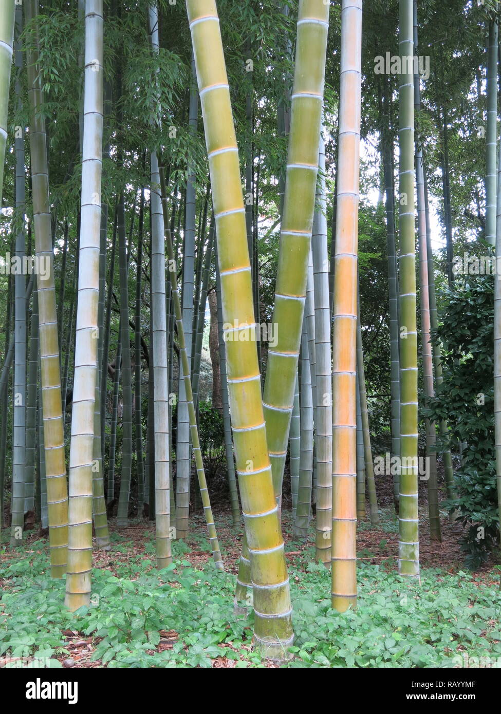 Tall trees in a bamboo grove; part of the Imperial Palace East Gardens ...