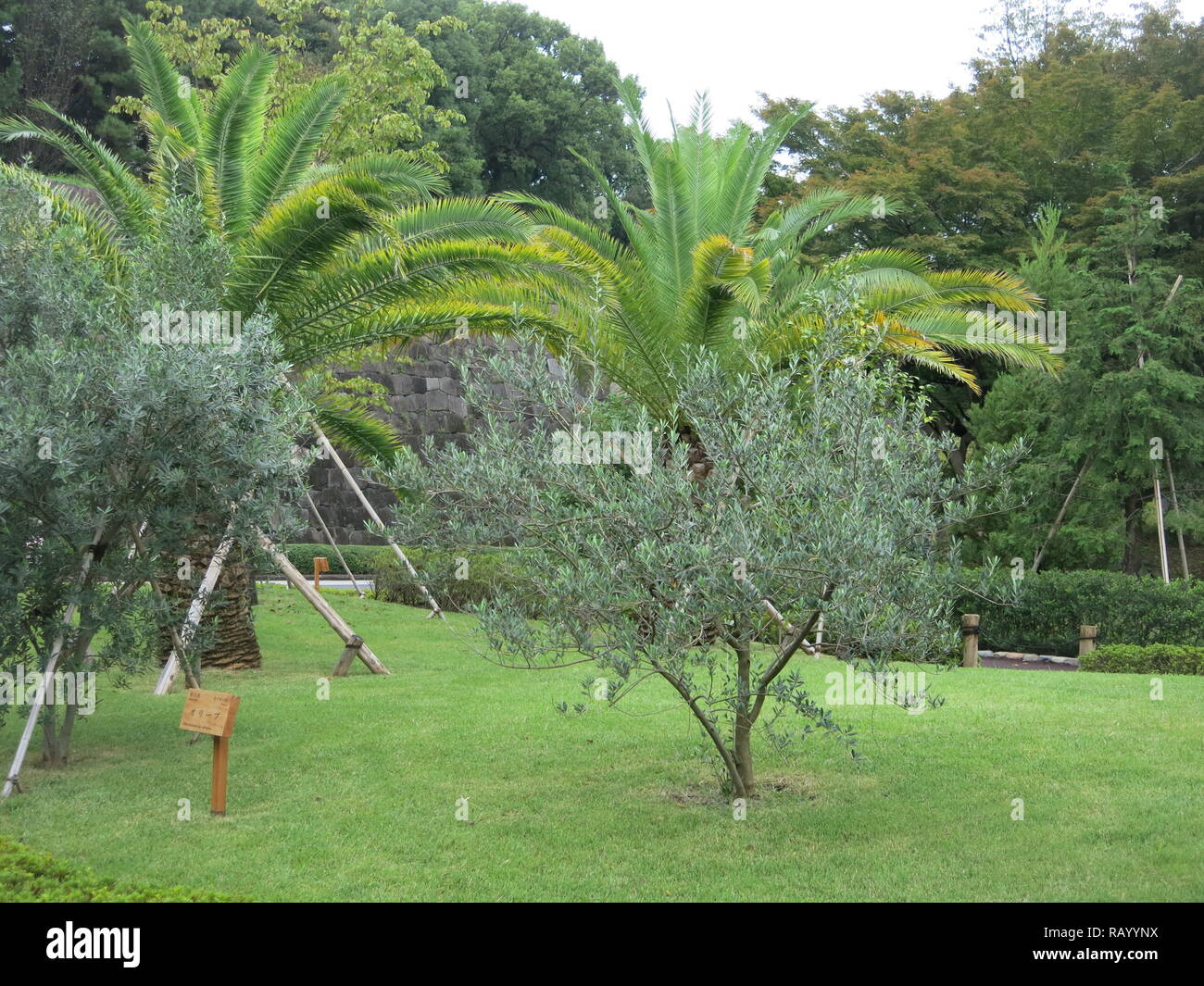 The part of the Imperial Palace East Gardens where symbolic trees ...