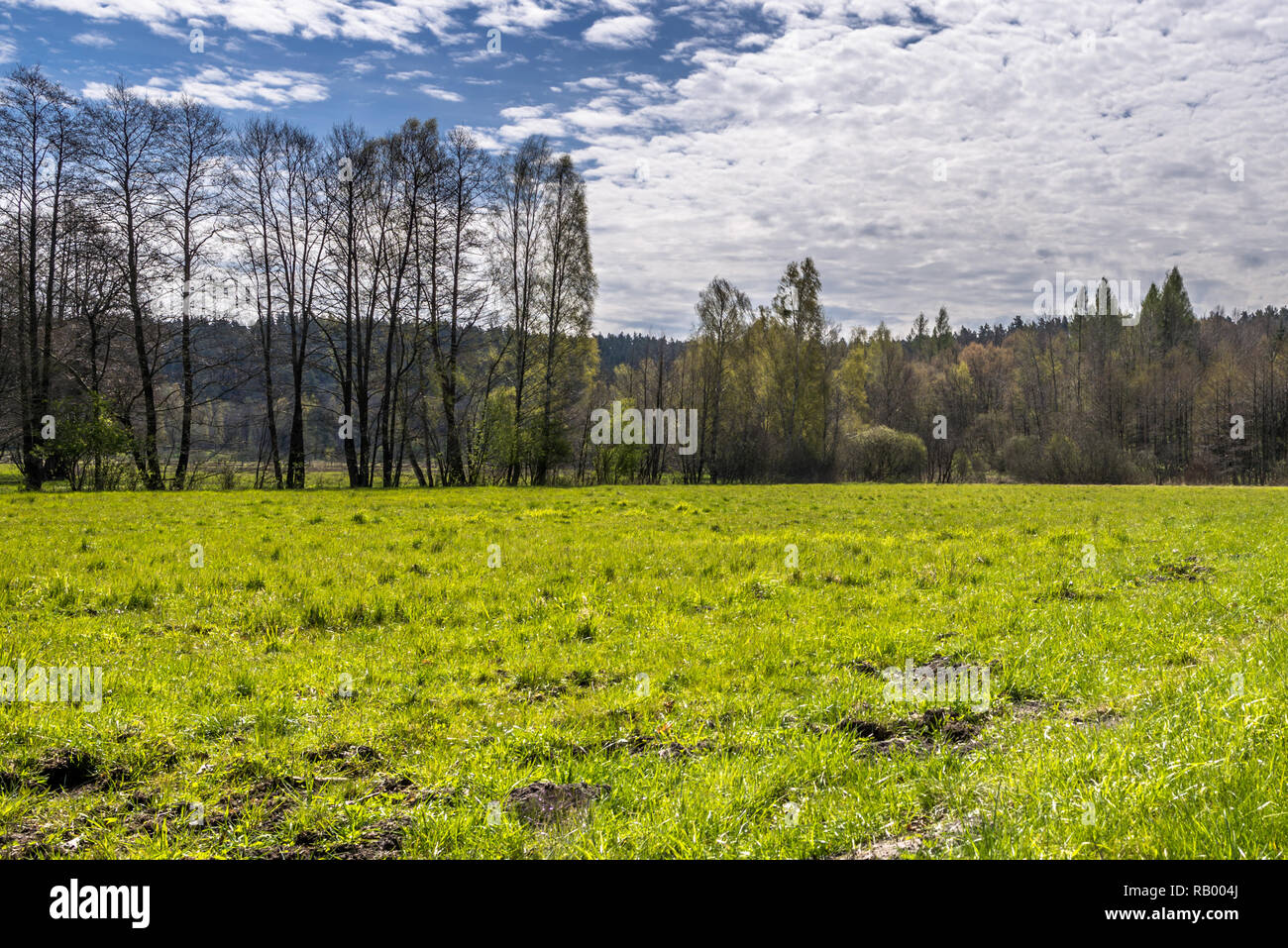 Grass field, green spring landscape, grassland and trees Stock Photo ...