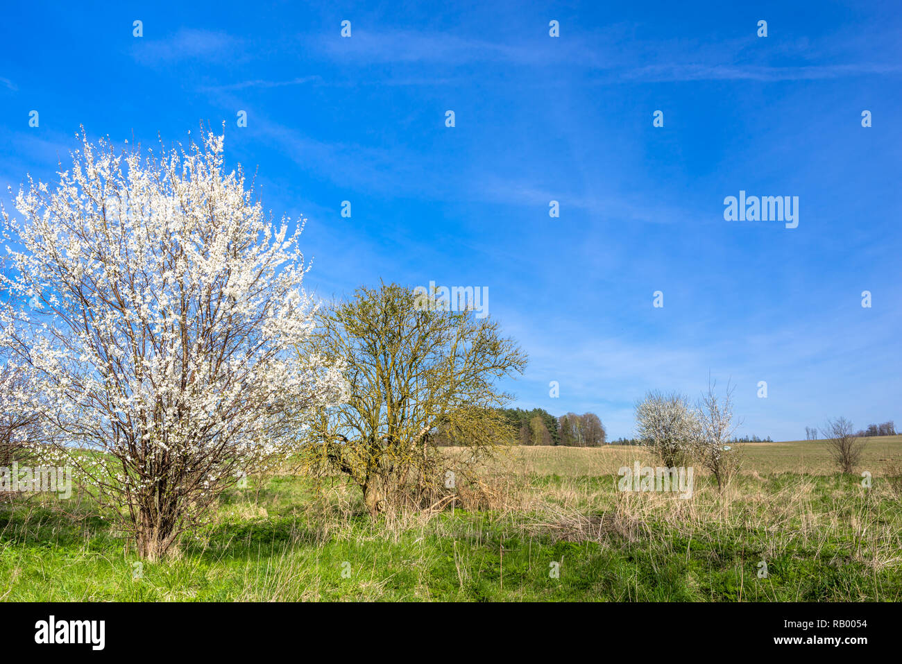 Blossoming tree on field, spring landscape of farm land and blue sky ...