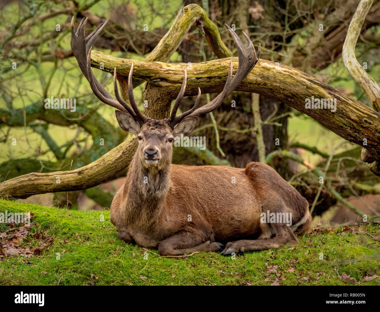 Stag sitting down Stock Photo - Alamy