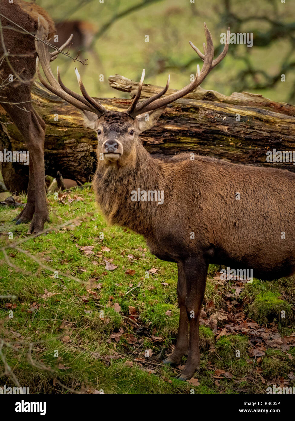 Stag with grass hi-res stock photography and images - Alamy