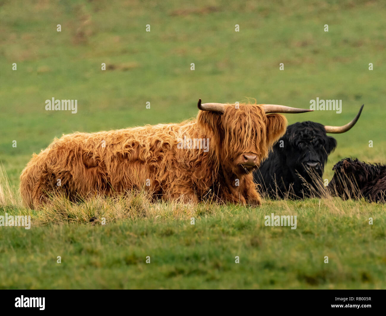 Highland cows lying down hi-res stock photography and images - Alamy