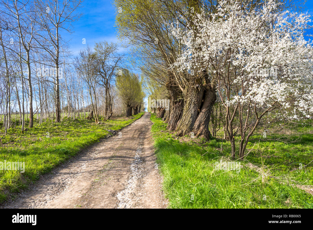 Blooming tree with white blossoms, spring landscape with country road ...