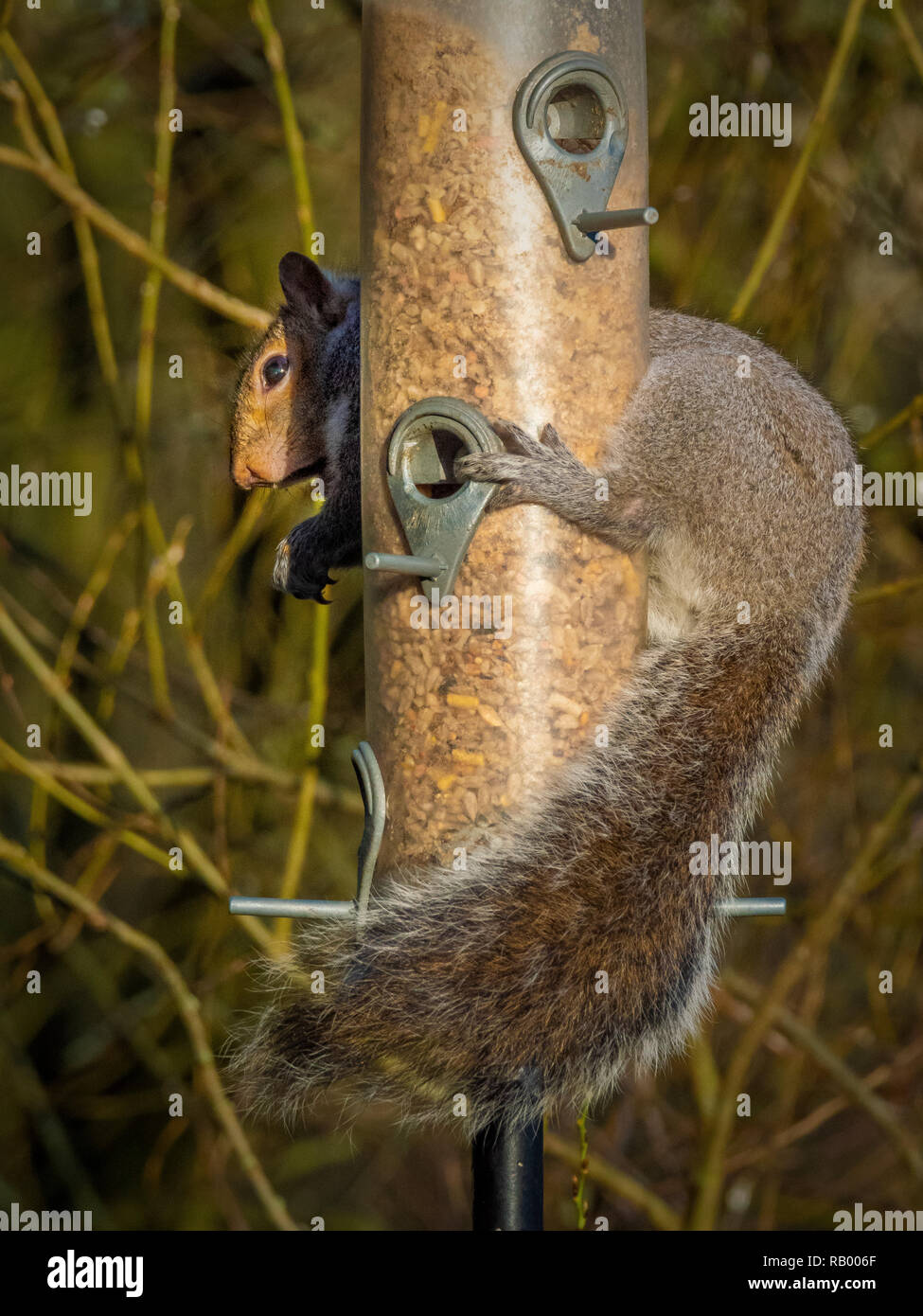 Grey Squirrel stealing from bird feeder in garden Stock Photo - Alamy