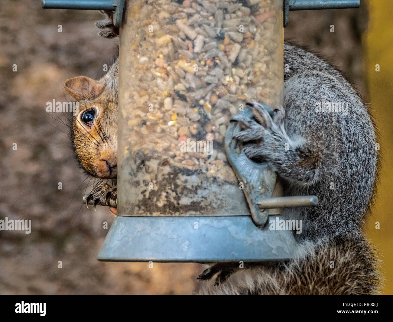 From british garden hi-res stock photography and images - Alamy