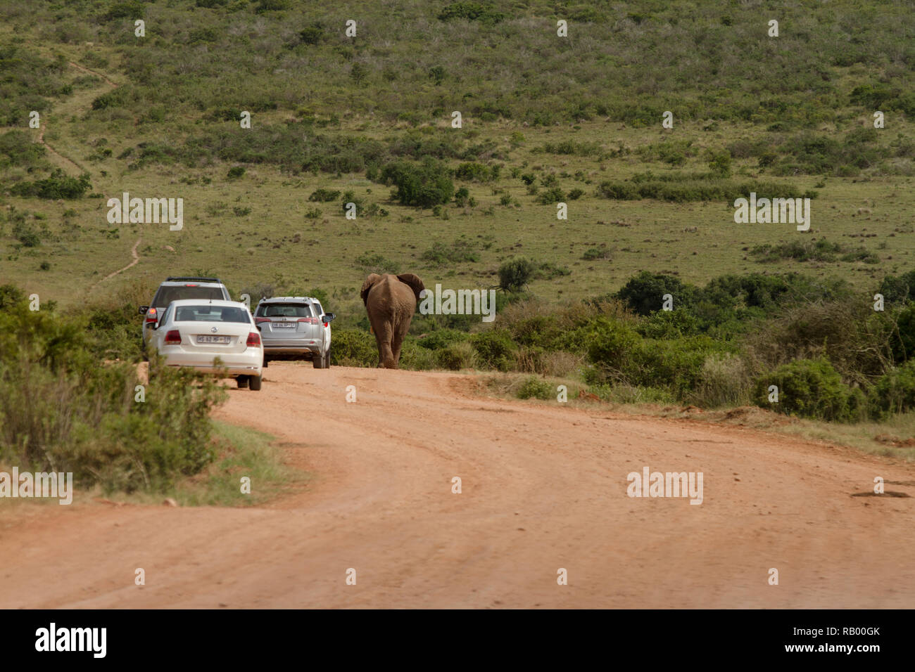 Game drive in Addo Elephant National Park with elephant walking next to ...
