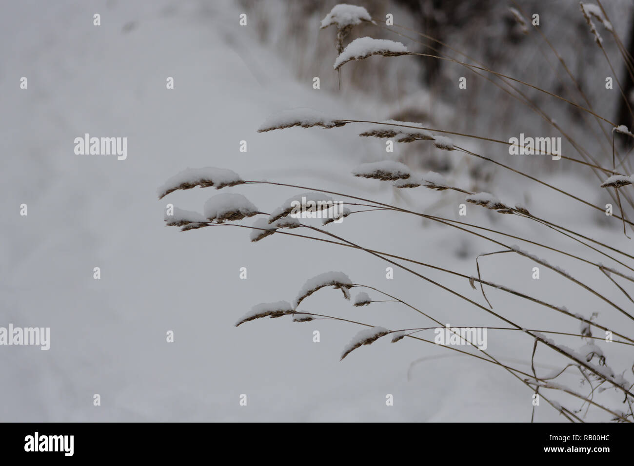 Dry stalks of reed covered with snow Stock Photo - Alamy