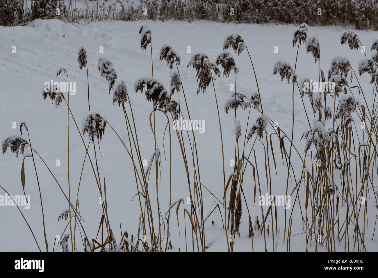 Reed covered with frost hi-res stock photography and images - Alamy