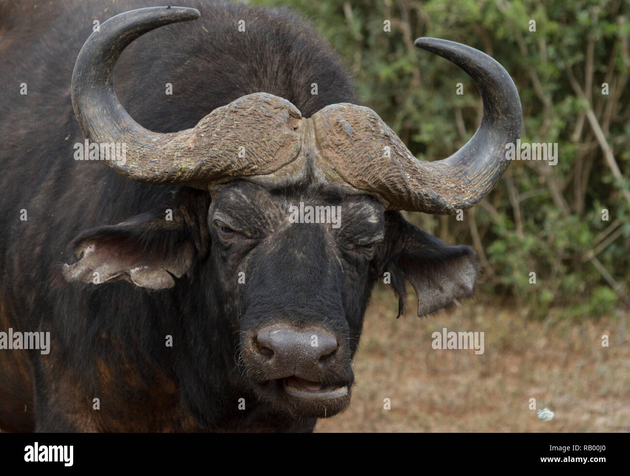 Buffalo at Addo Elephant National Park, Eastern Cape, South Africa ...