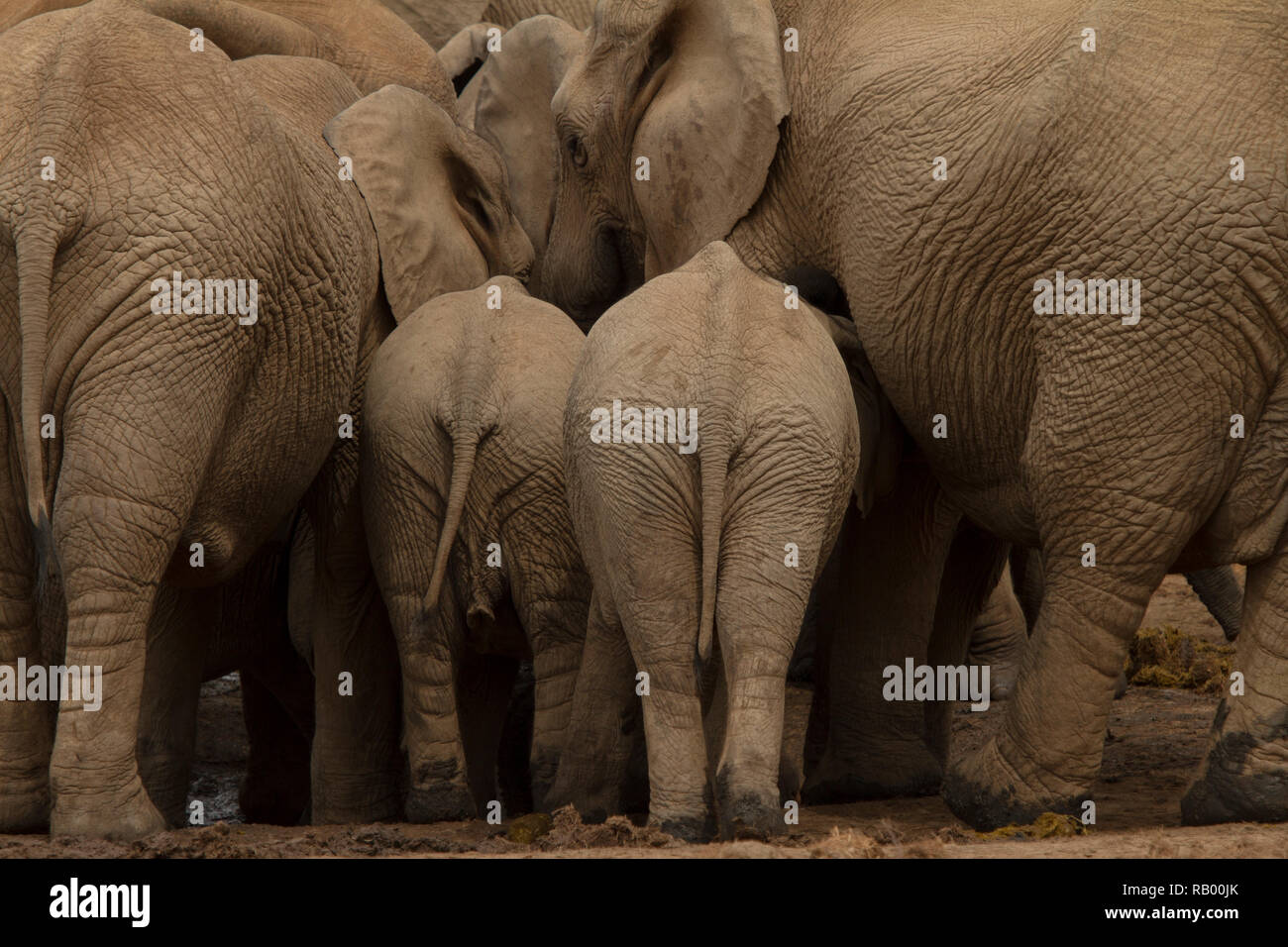 Elephants backside hi-res stock photography and images - Alamy