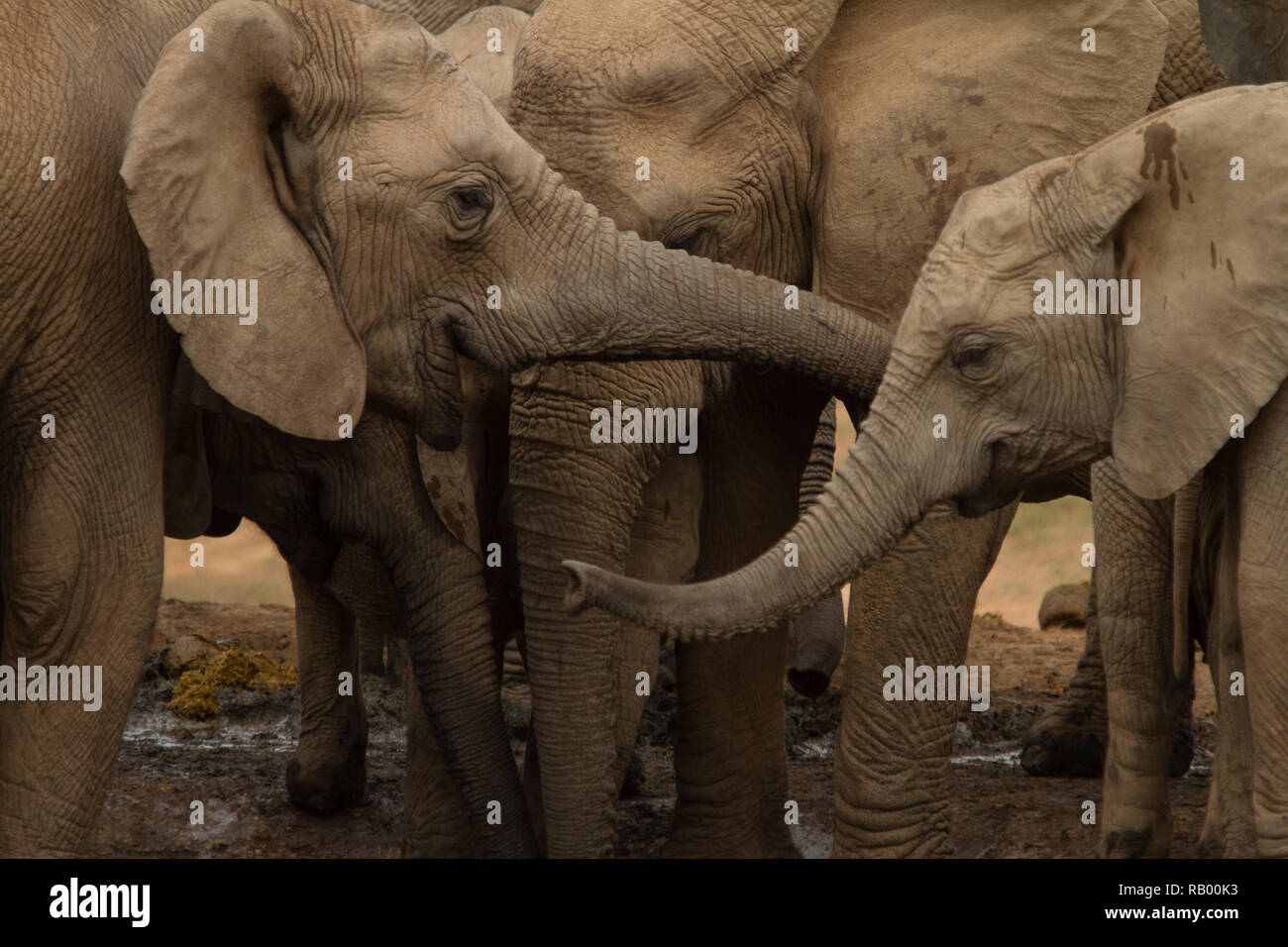 Two female elephants touch each other with their trunk, Addo Elephant ...