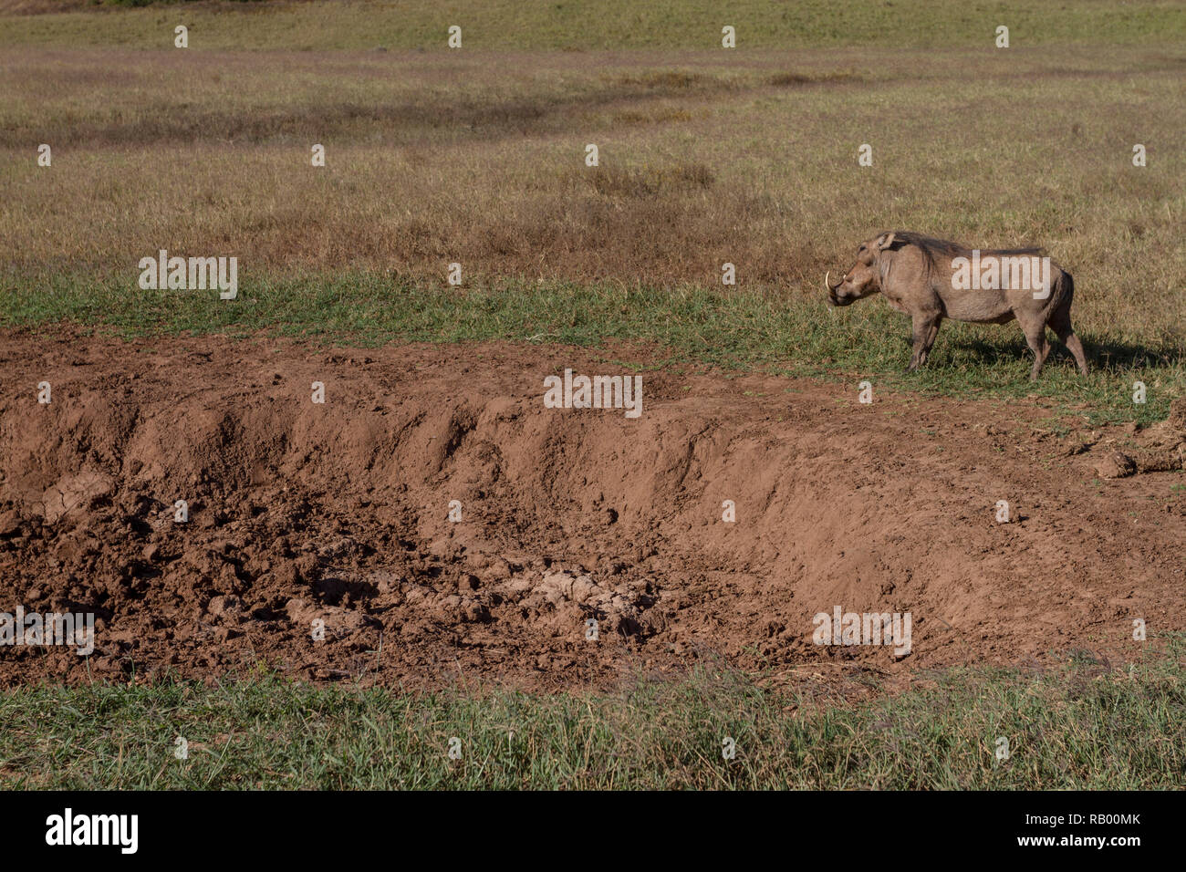 Warthog in its environment hi-res stock photography and images - Alamy