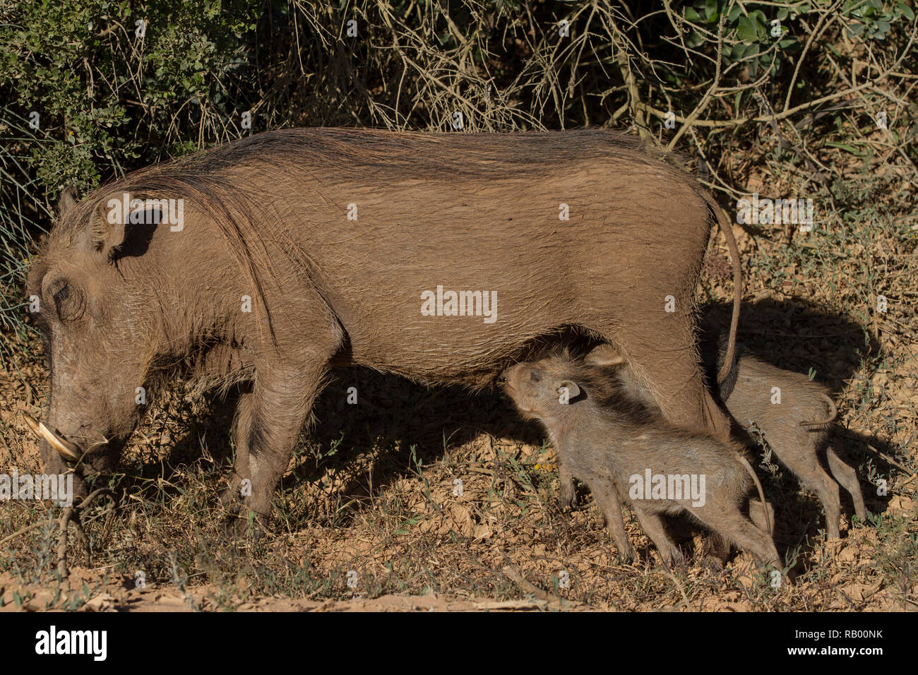 Warthog babies drink from mother at Addo Elephant National Park ...
