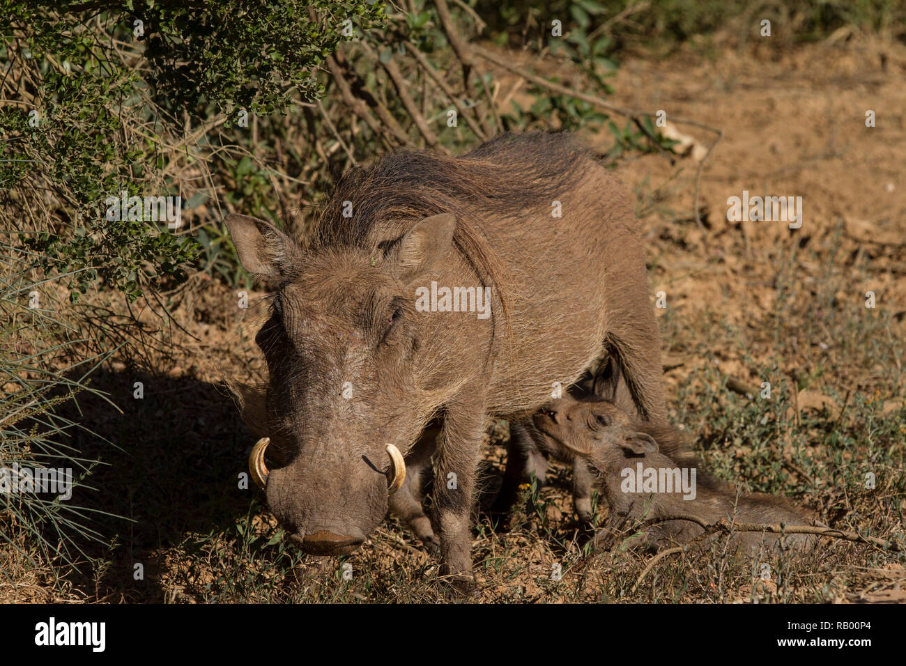Warthog with young hi-res stock photography and images - Alamy