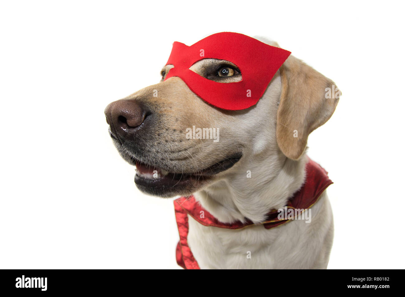 DOG SUPERHERO COSTUME. LABRADOR CLOSE-UP WEARING A RED MASK AND A CAPE ...