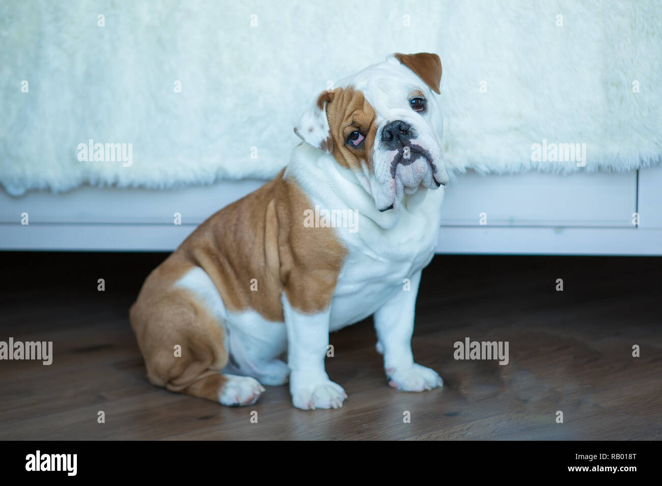 English bulldog in stylish home enjoying life Stock Photo - Alamy