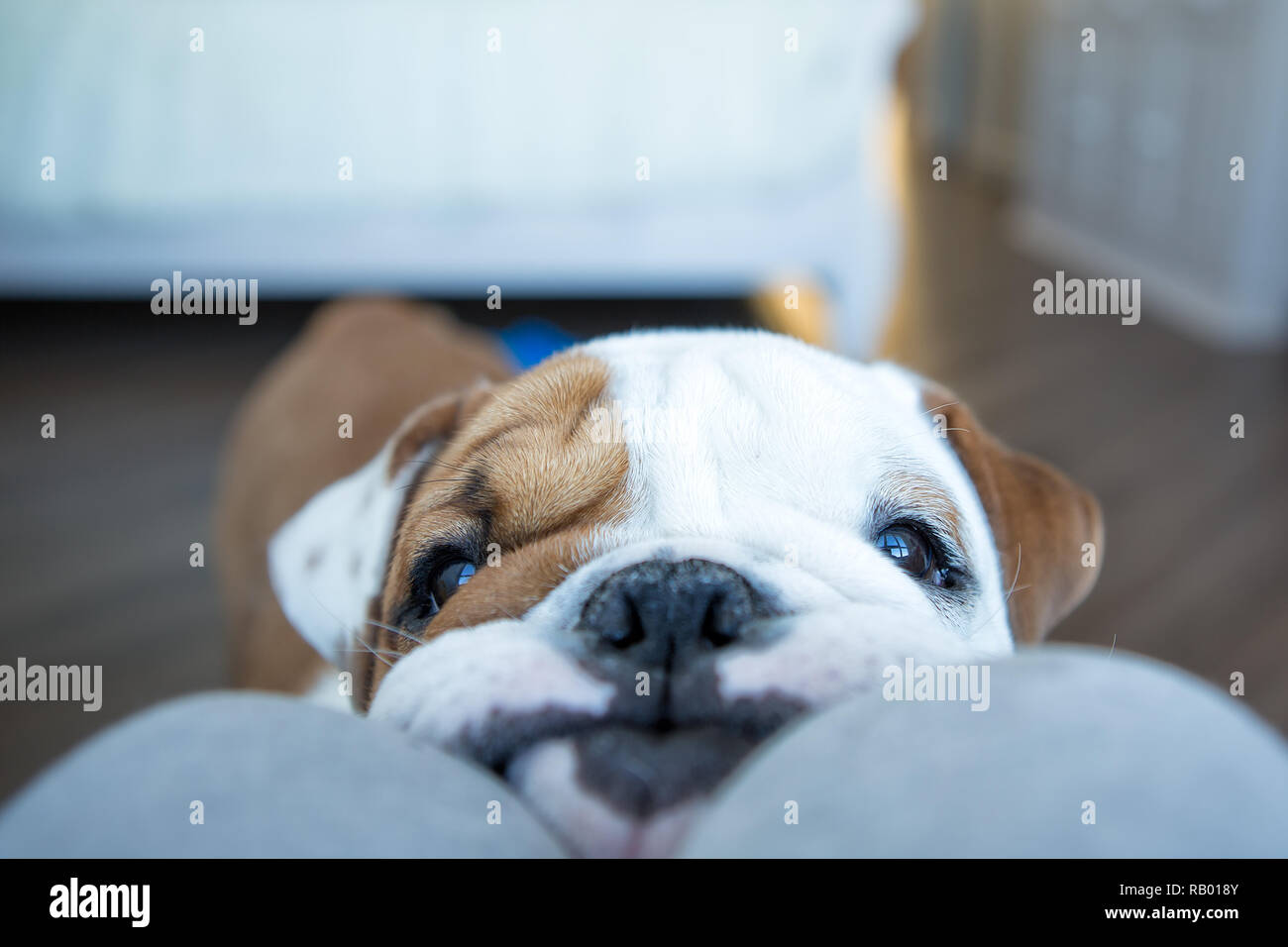 English bulldog in stylish home enjoying life Stock Photo - Alamy