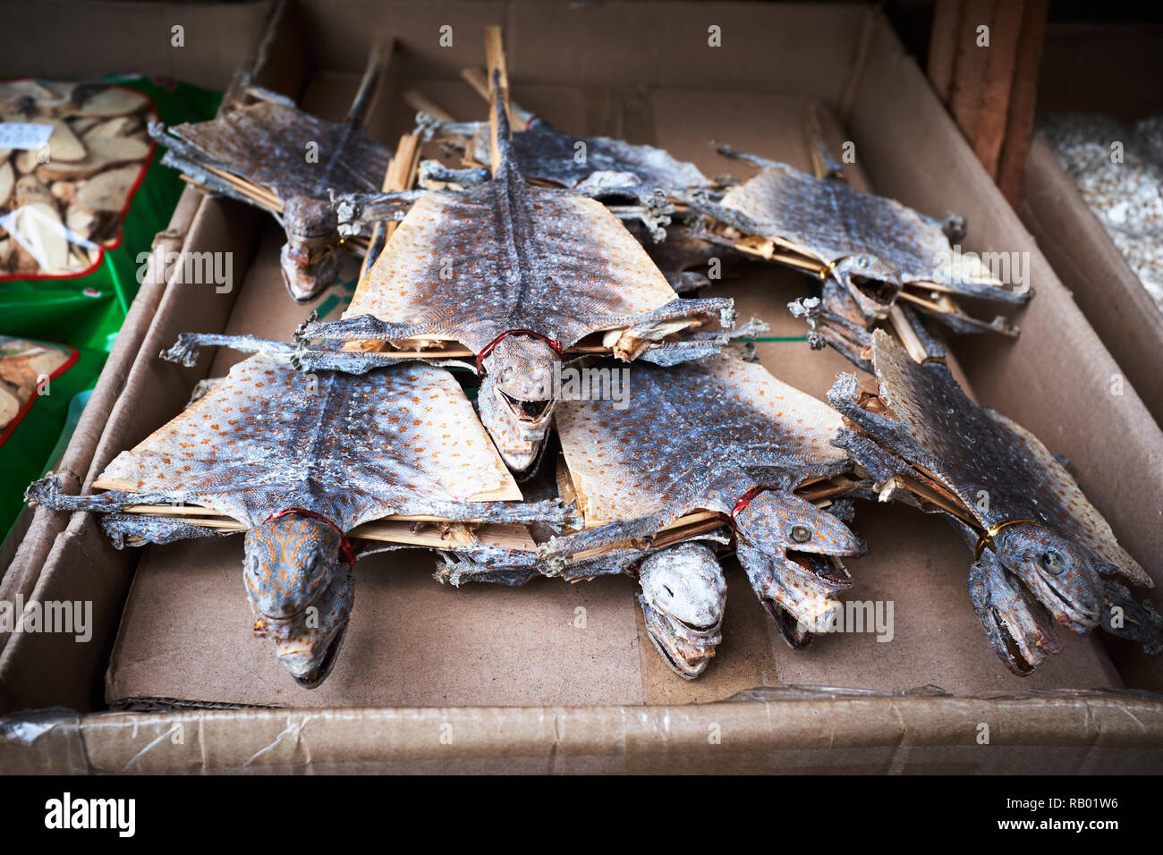 Tokay gecko vietnam hi-res stock photography and images - Alamy