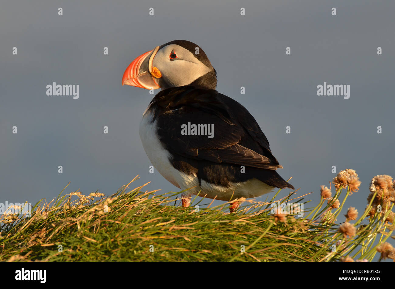 Biggest bird cliffs hi-res stock photography and images - Alamy