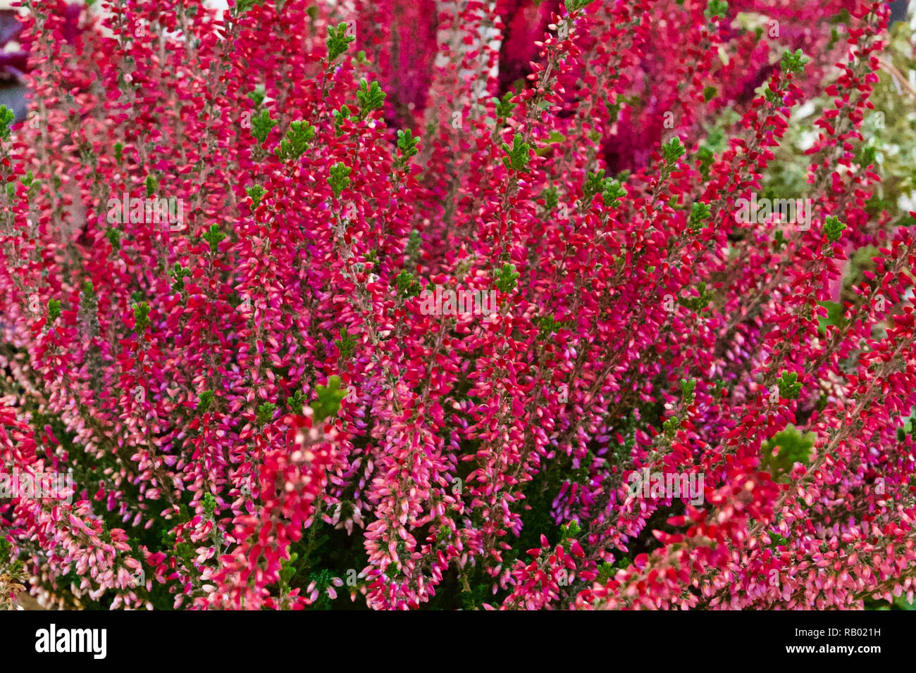 Beautiful pictures of european flowers hi-res stock photography and ...