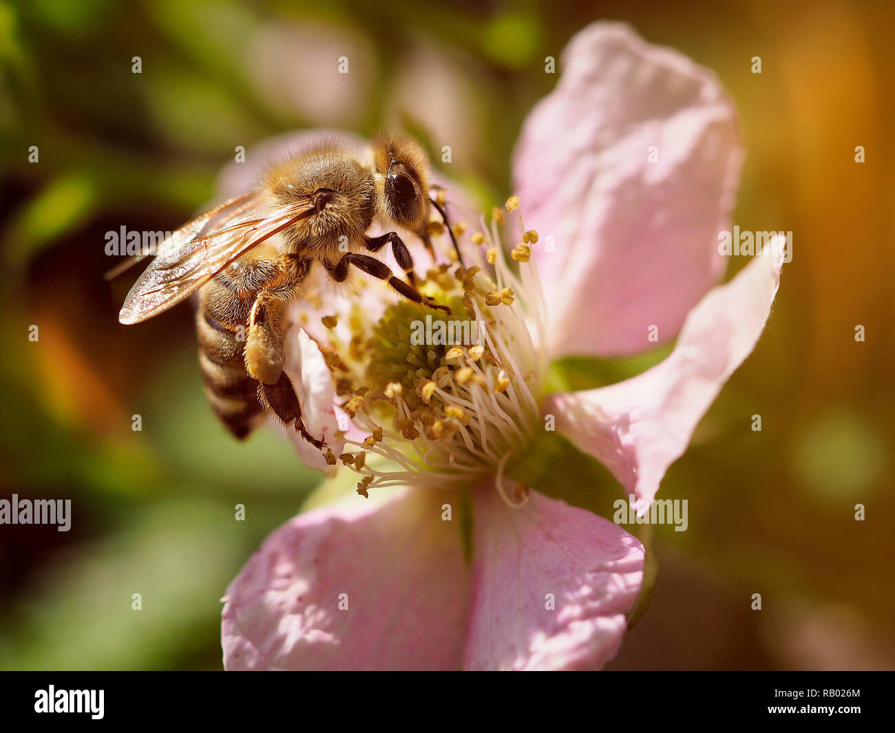 Honeybee sitting garden flower hi-res stock photography and images - Alamy