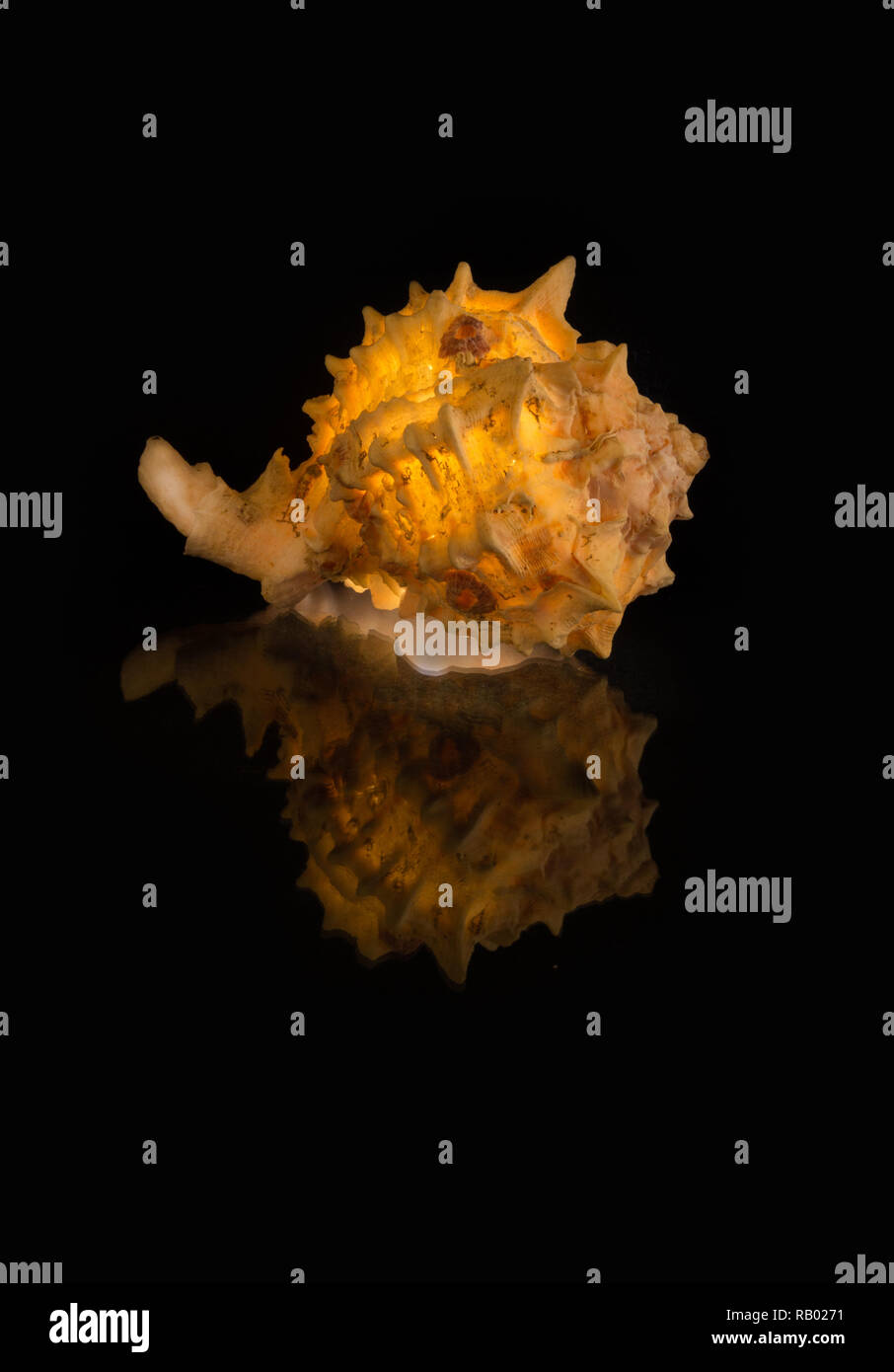 Long spined murex seashell with black background and reflection Stock ...