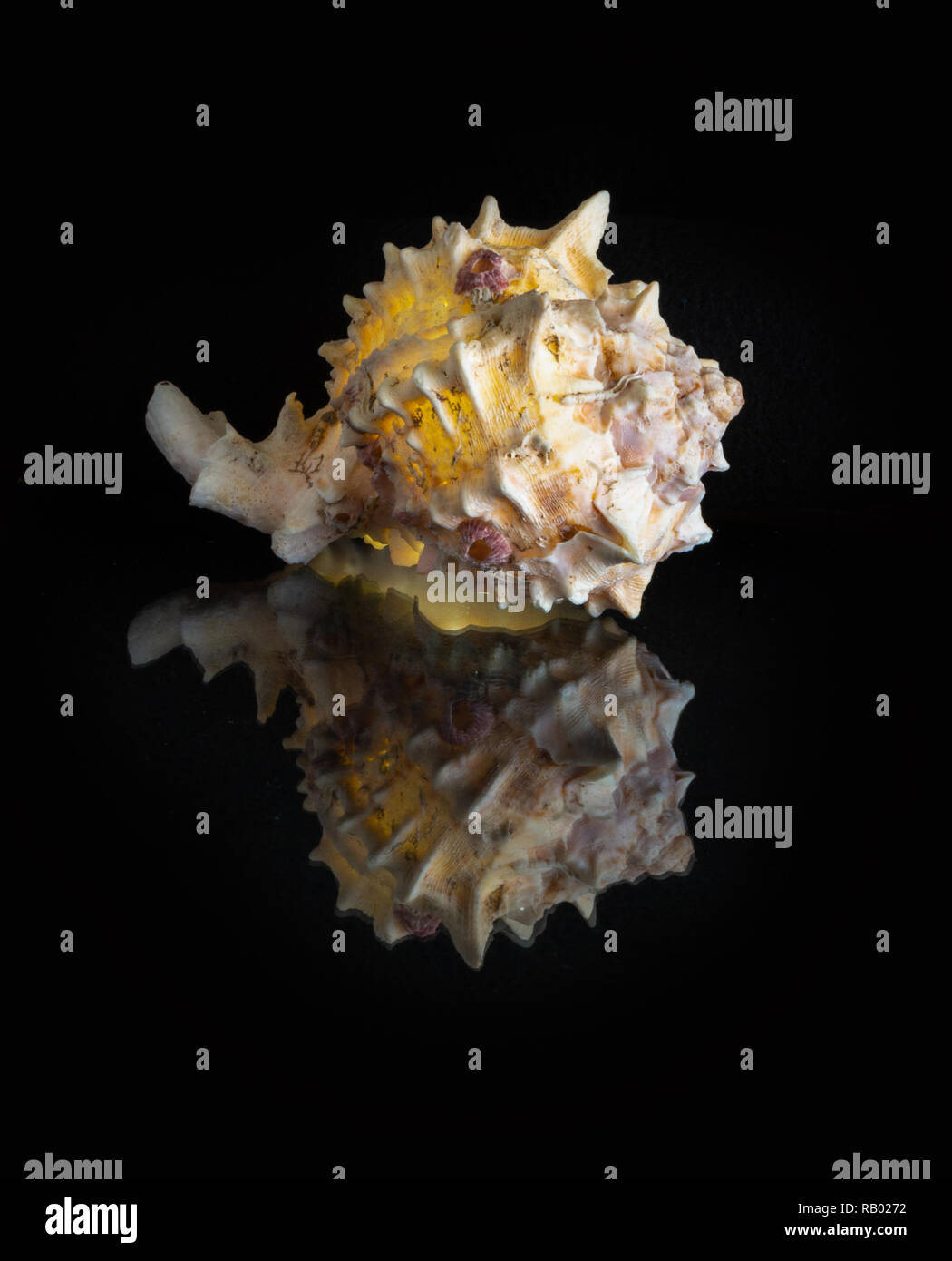 Long spined murex seashell with black background and reflection Stock ...
