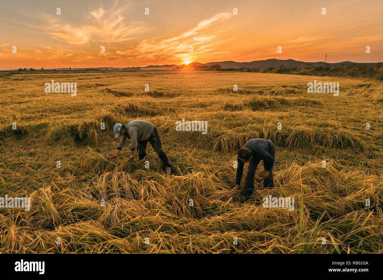 Beijing, China's Jilin Province. 18th Sep, 2018. Farmers work at a rice ...