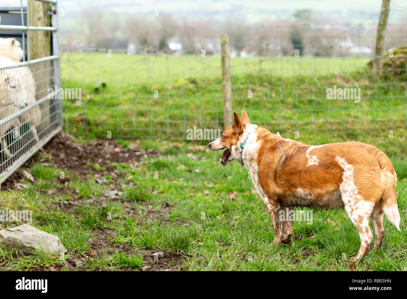 UK Weather: A mild overcast day as Lizzy the sheep dog keeps a watchful ...