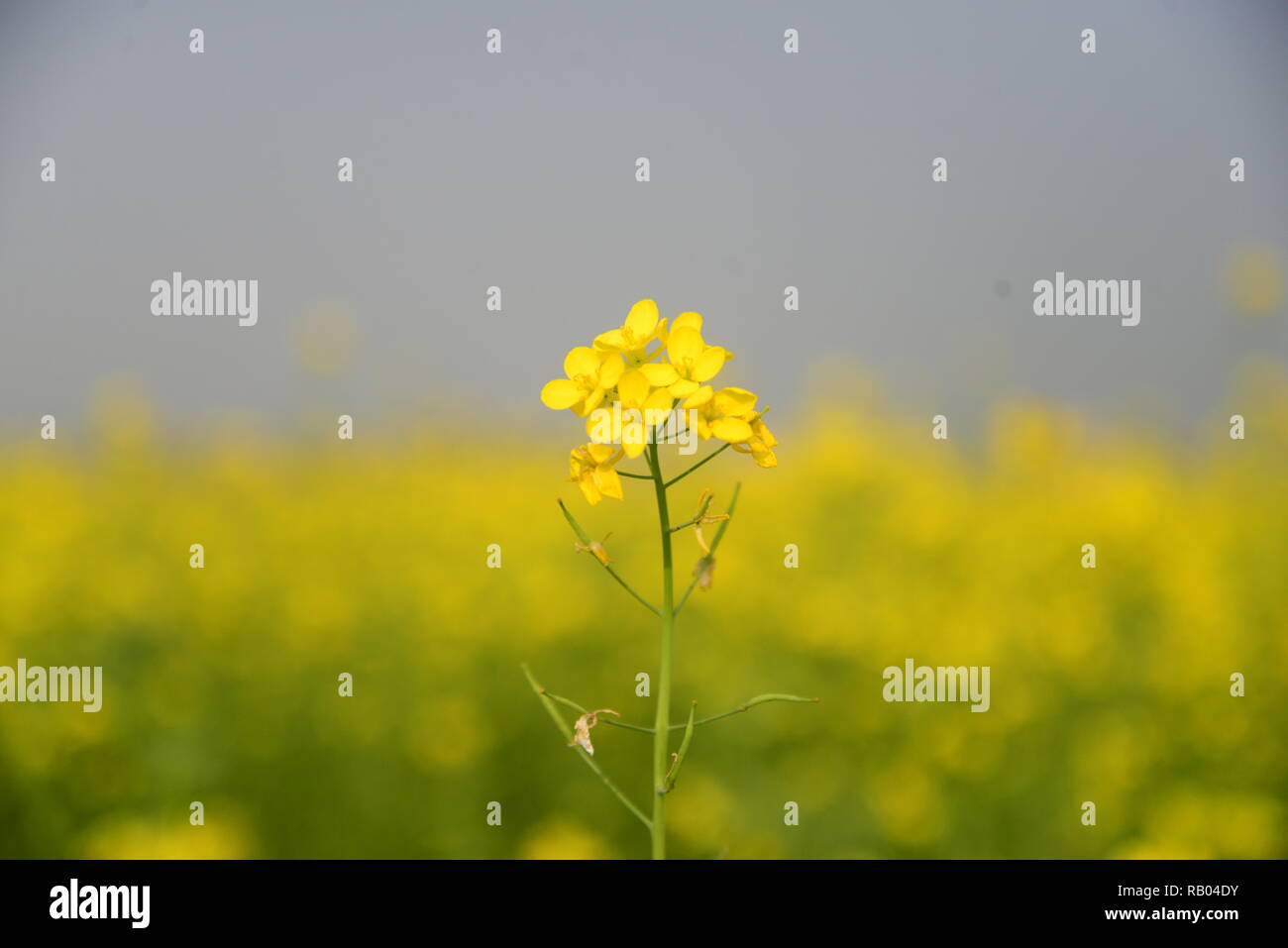 Dhaka, Bangladesh. January 04, 2019.View of a mustard crop flower field ...