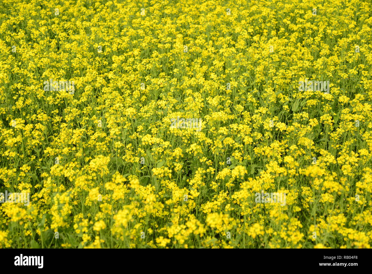 Dhaka, Bangladesh. January 04, 2019.View of a mustard crop flower field ...