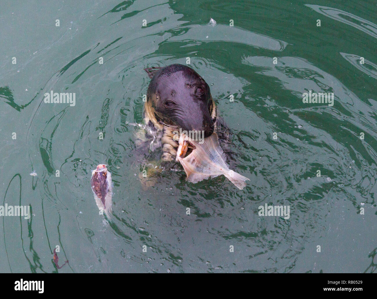 Seals eating fish hi-res stock photography and images - Alamy
