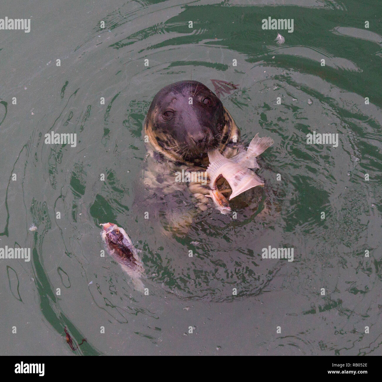 Grey Seal Eating High Resolution Stock Photography and Images - Alamy