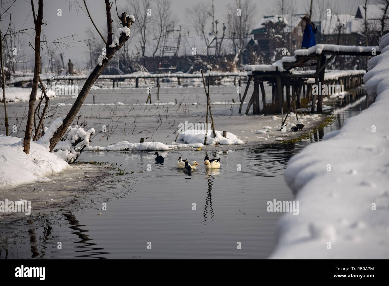 Kashmir, India. 5th Jan 2019. Ducks seen taking a swim on dal lake with frozen banks after fresh ...