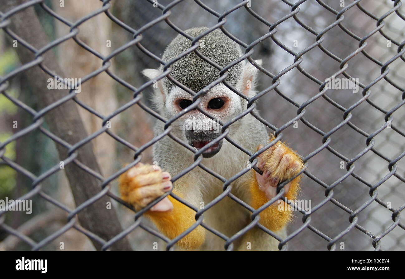 Malang, East Java, Indonesia. 4th Jan, 2019. African Squirrel monkey ...