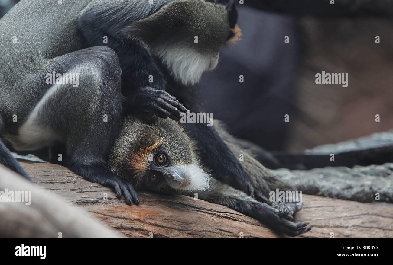 Malang, East Java, Indonesia. 4th Jan, 2019. The De Brazza's monkey ...