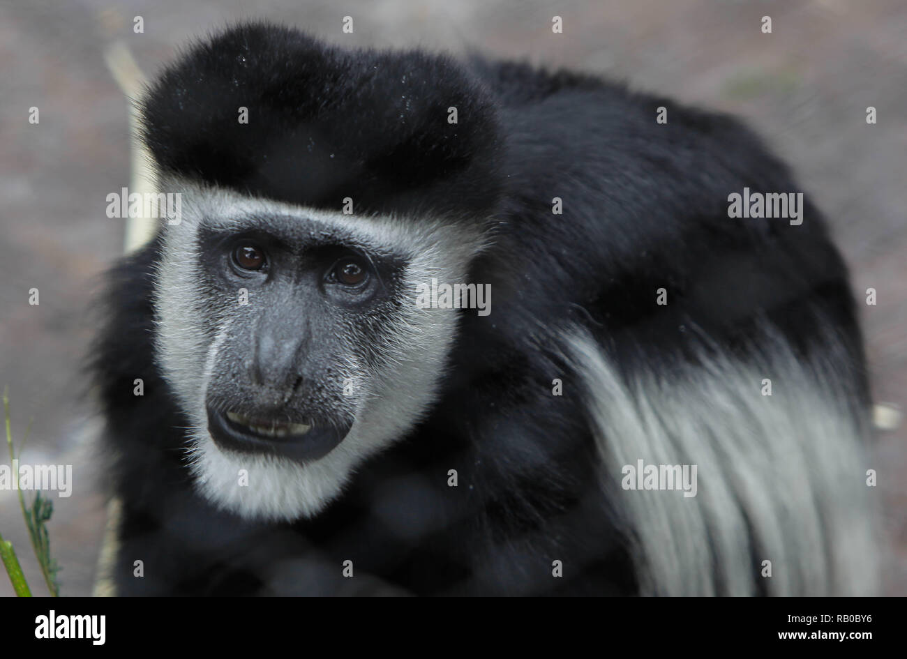 Malang, East Java, Indonesia. 4th Jan, 2019. Owa Ungko monkey ...