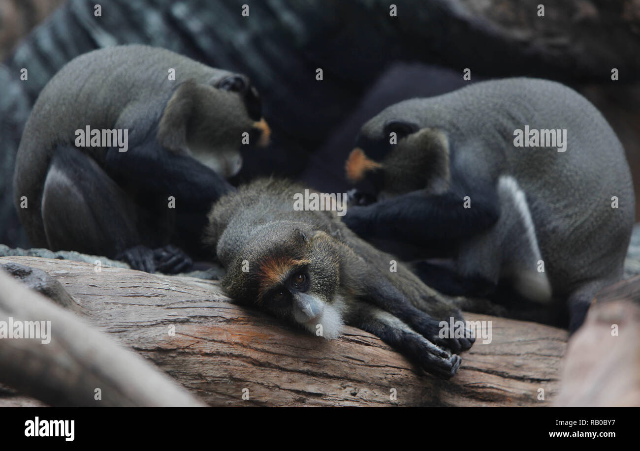 Malang, East Java, Indonesia. 4th Jan, 2019. The De Brazza's monkey ...