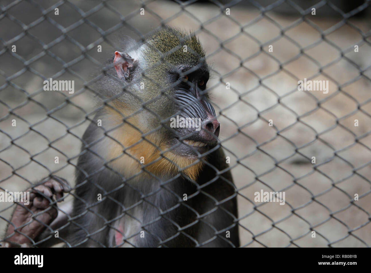 Malang, East Java, Indonesia. 4th Jan, 2019. The Mandrill (Mandrill ...