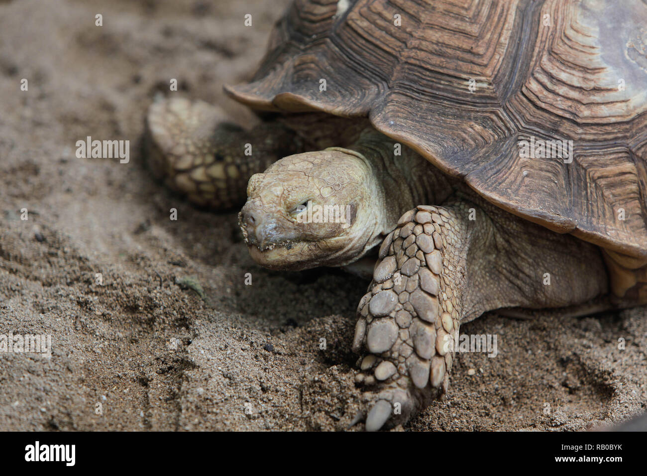 Malang, East Java, Indonesia. 4th Jan, 2019. Giant tortoises ...