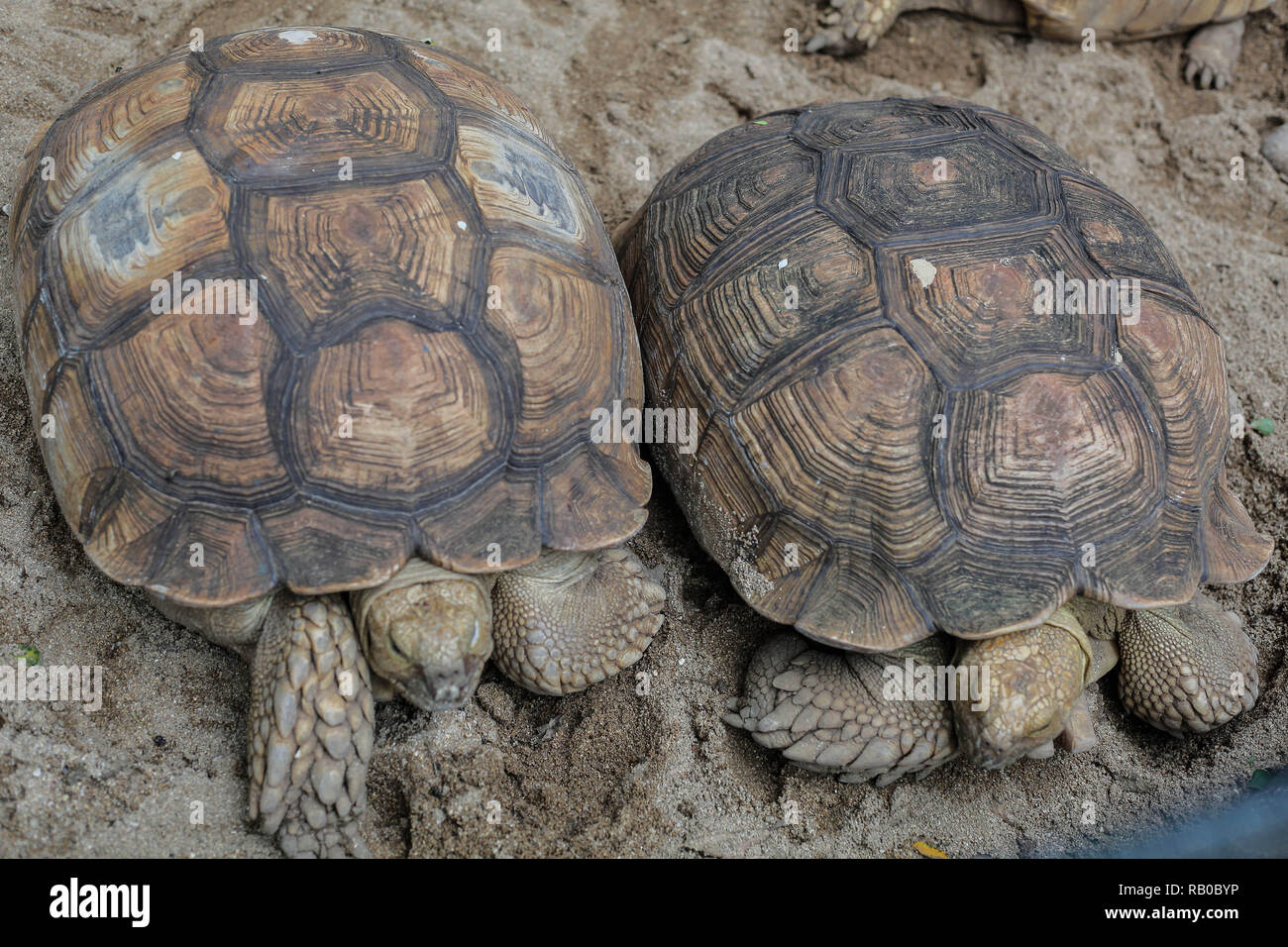 Malang, East Java, Indonesia. 4th Jan, 2019. Giant tortoises ...