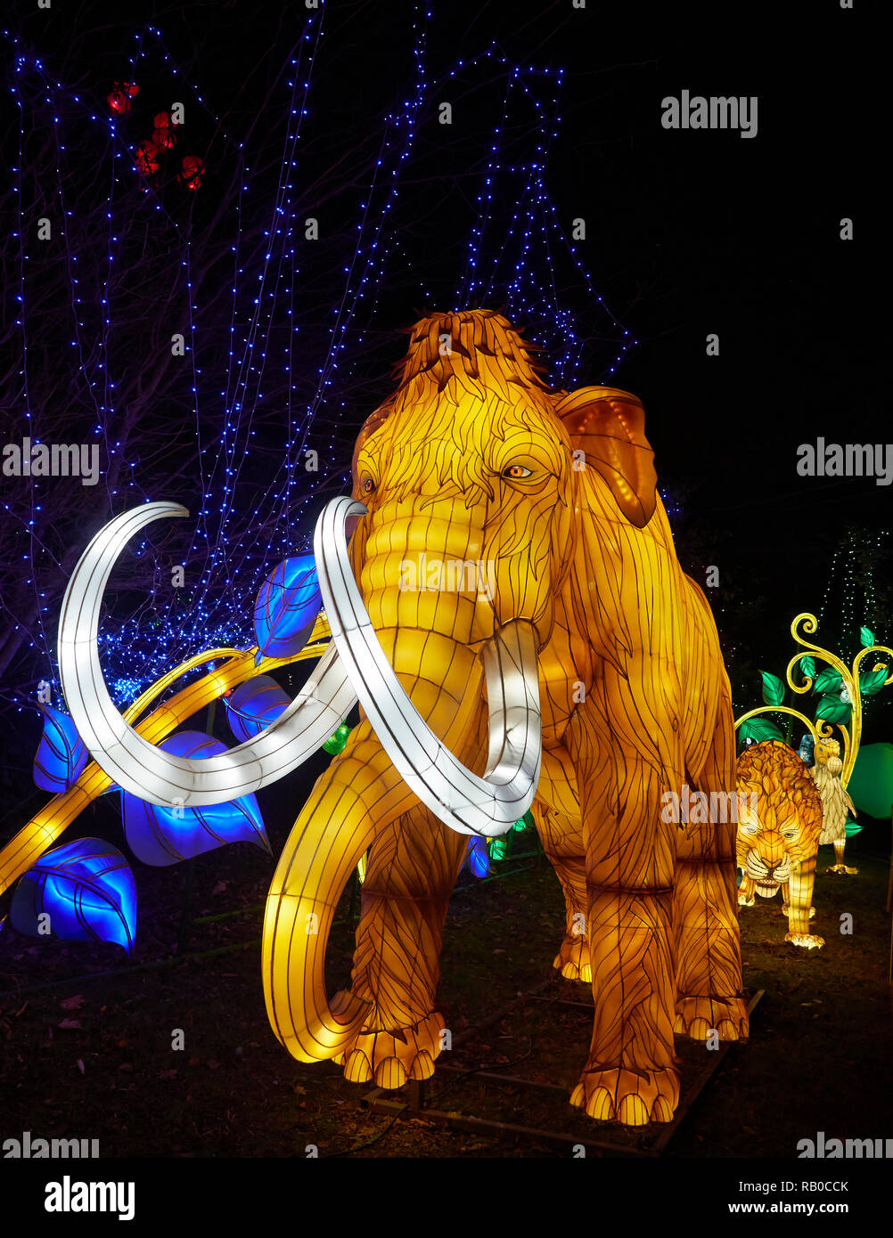 Edinburgh Zoo, Edinburgh, Scotland, UK, 5th January 2019, Giant ...