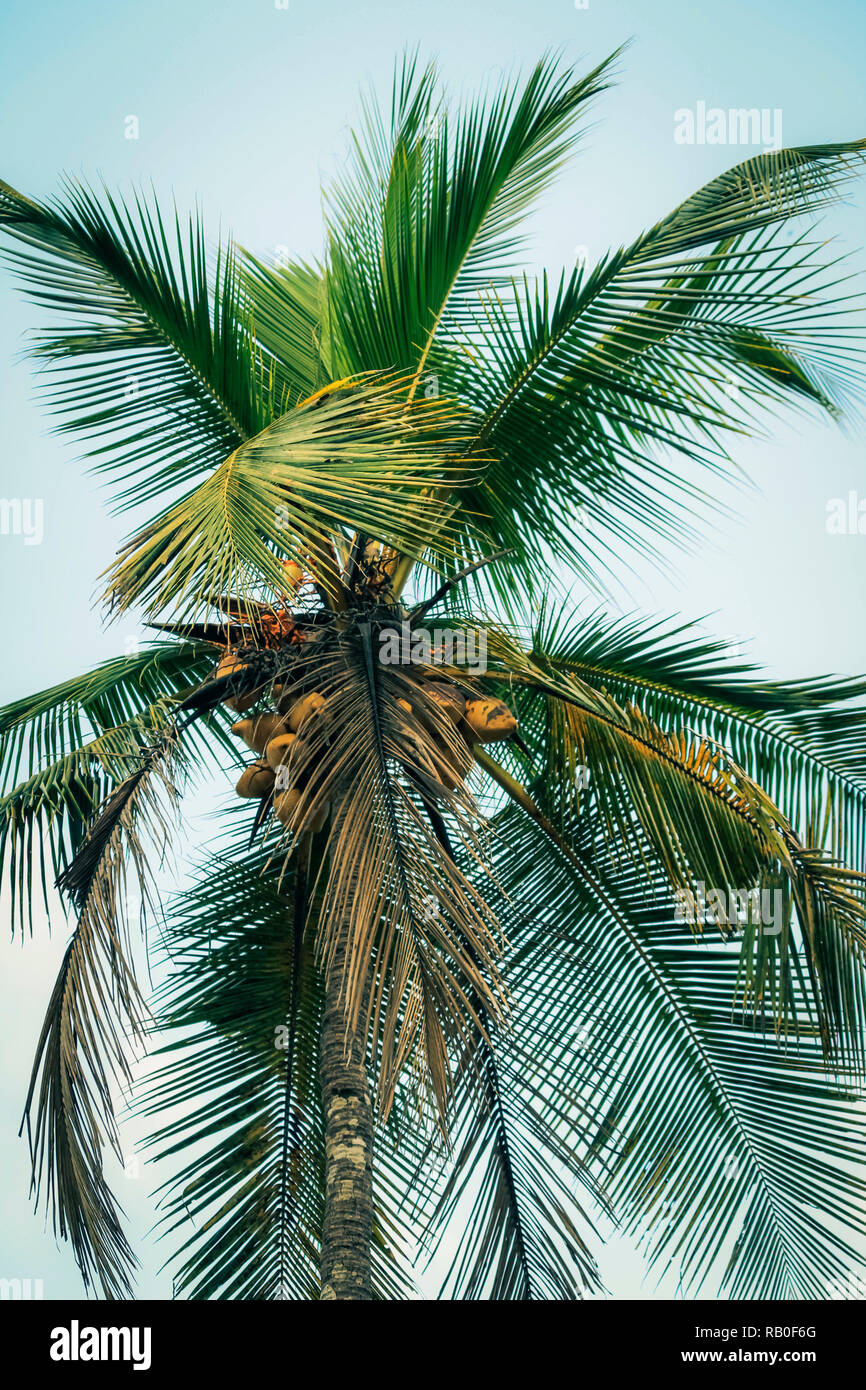 Tropical coconut palm tree Stock Photo - Alamy