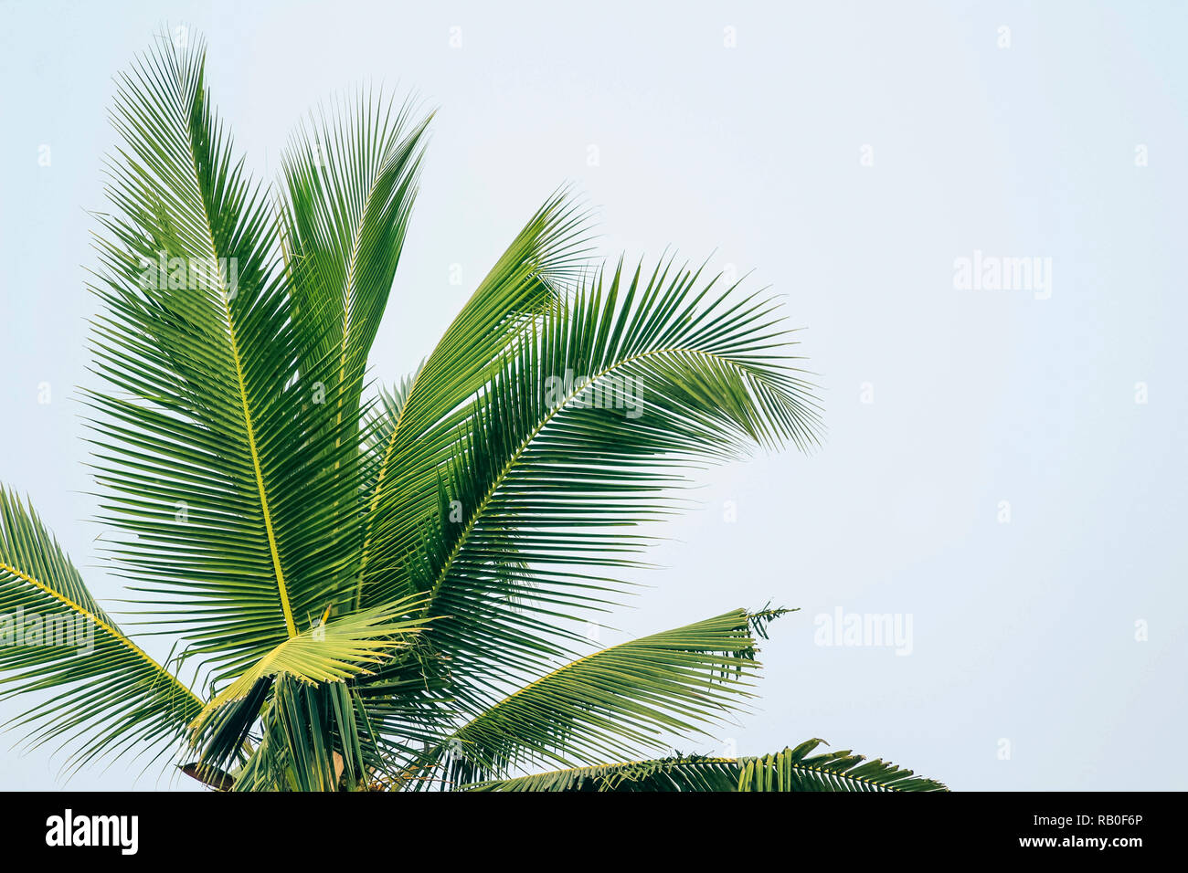 Tropical coconut palm tree Stock Photo - Alamy