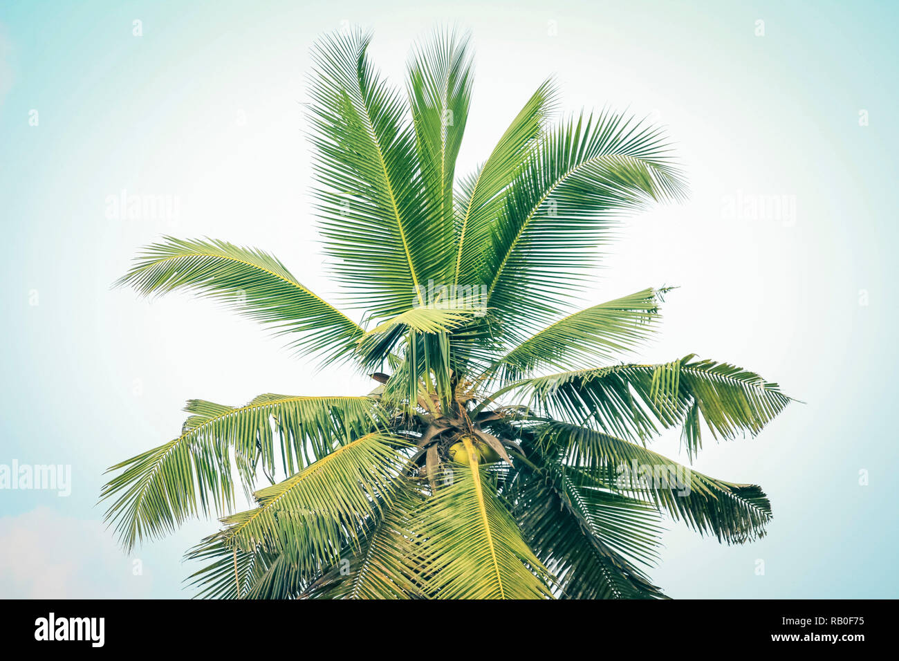 Tropical coconut palm tree Stock Photo - Alamy