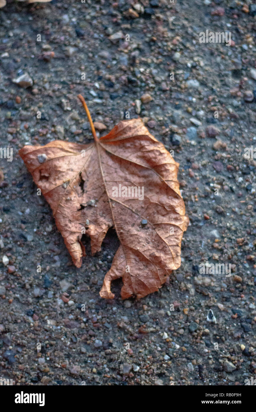 Alone leaf hi-res stock photography and images - Alamy