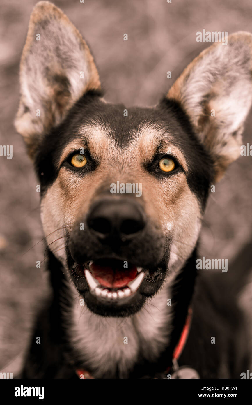 Happy german shepherd dog Stock Photo - Alamy